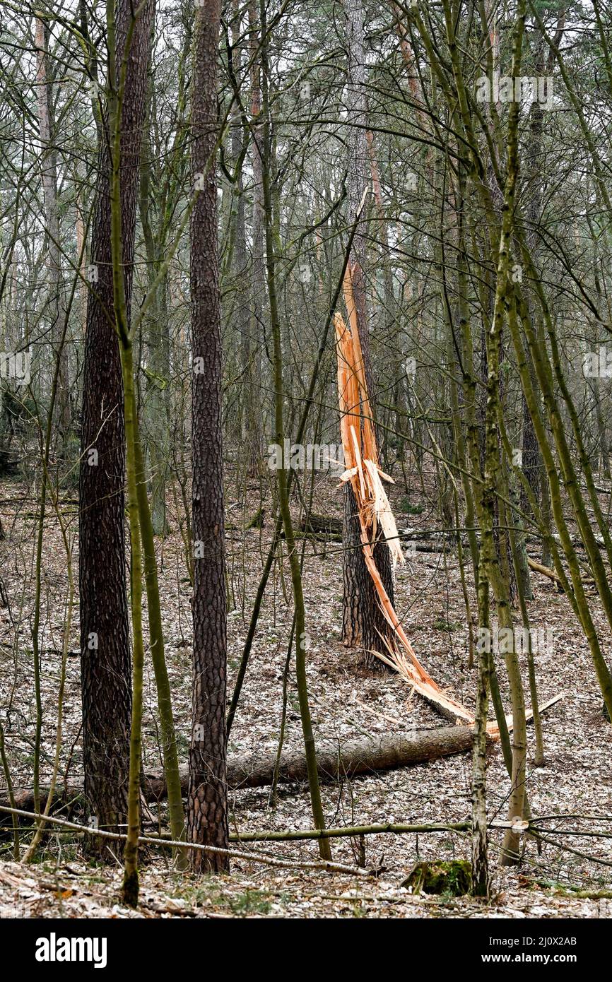 Berlin, Germany. 17th Mar, 2022. Berlin's Grunewald forest is home to ...