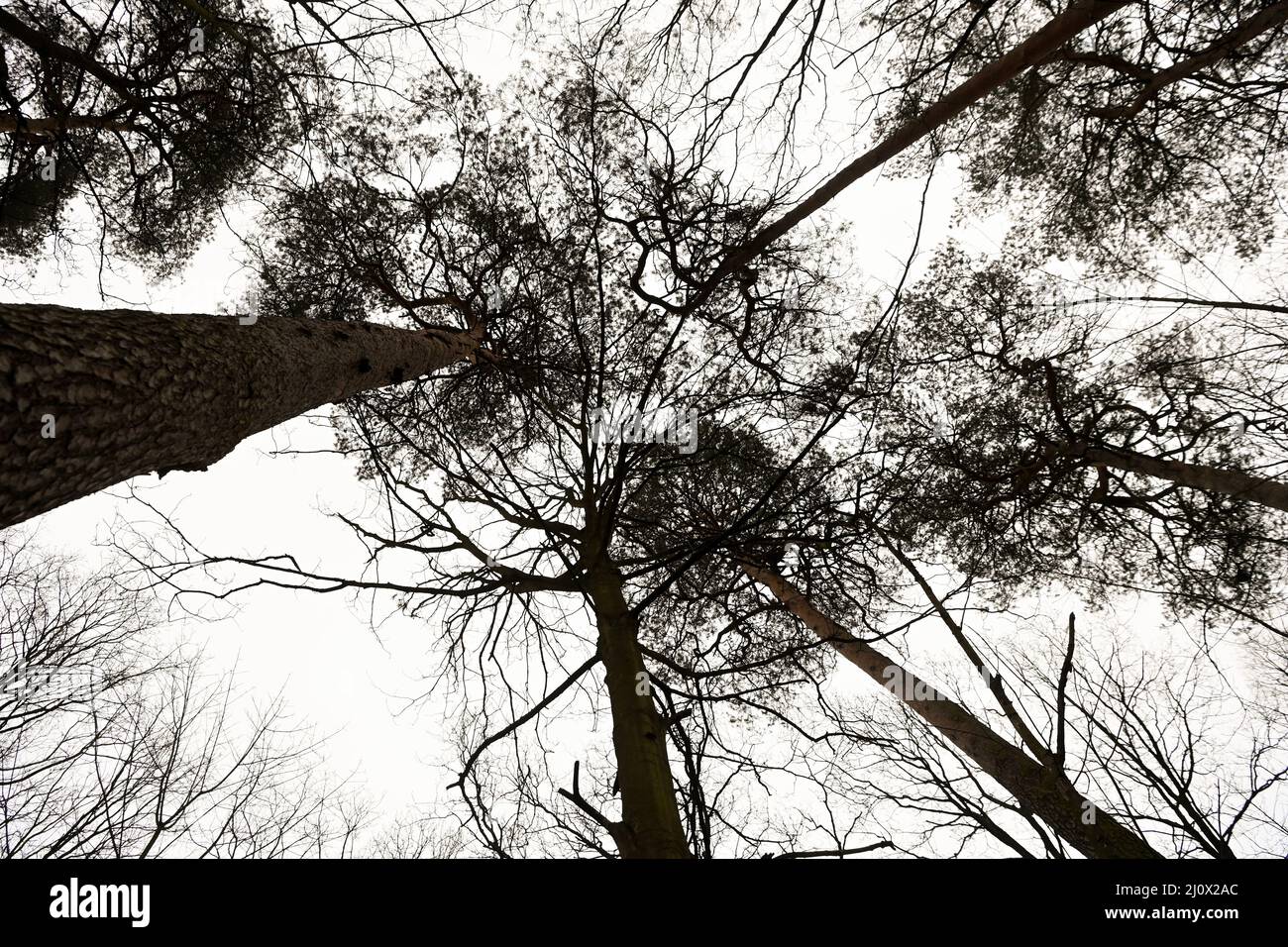 Berlin, Germany. 17th Mar, 2022. Berlin's Grunewald forest is home to ...