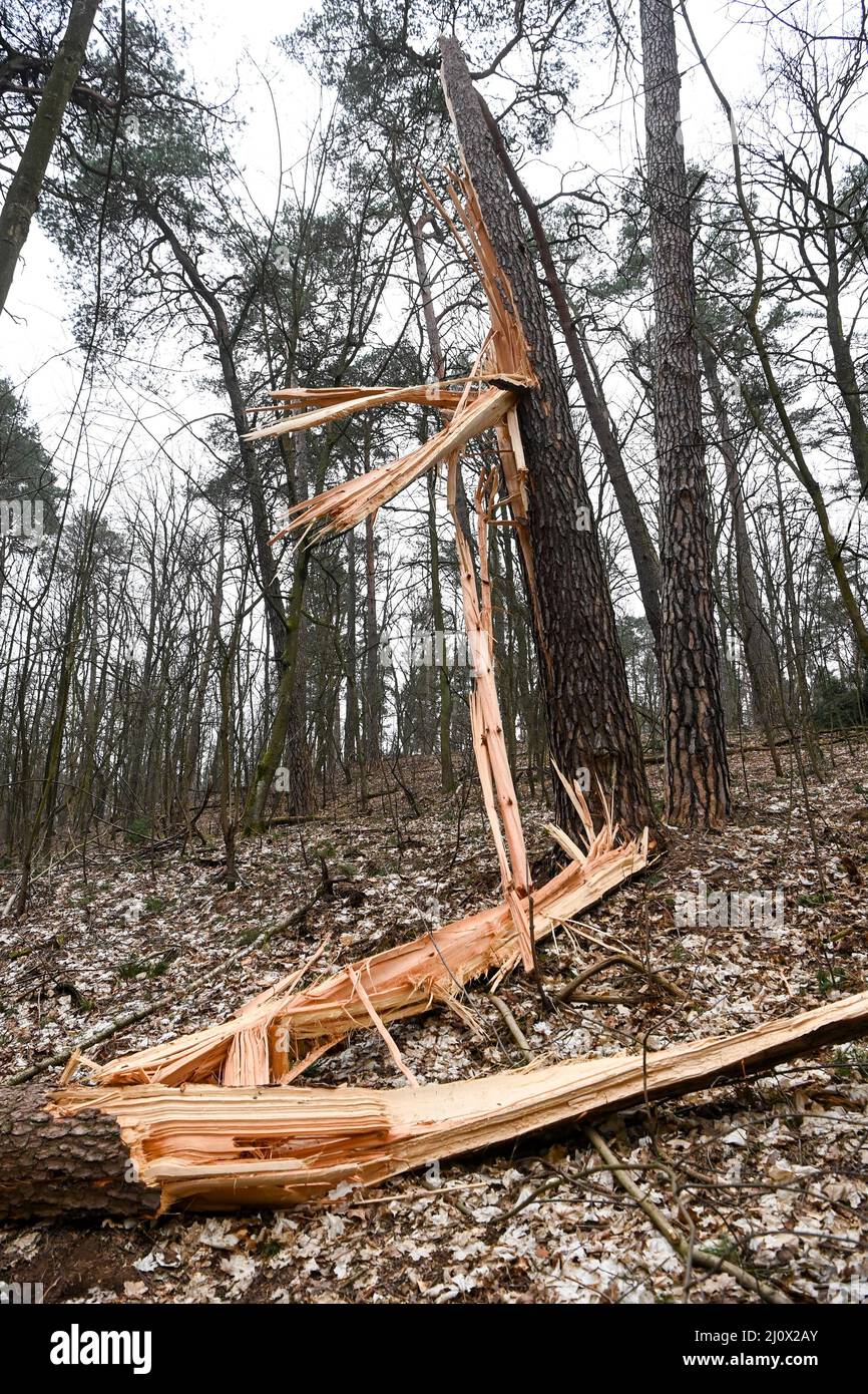 Berlin, Germany. 17th Mar, 2022. Berlin's Grunewald forest is home to ...