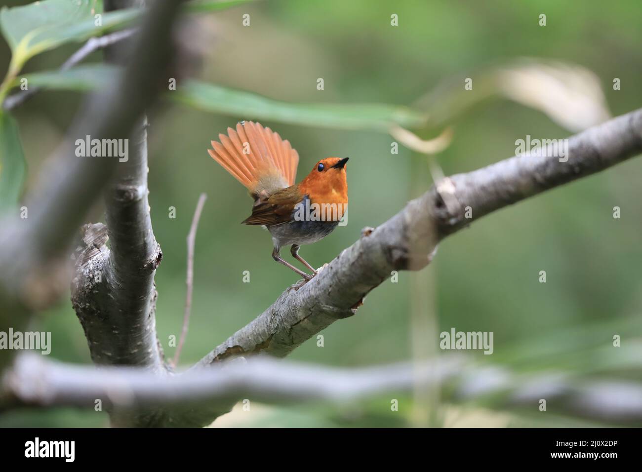 Japanese robin (Luscinia akahige) male in Japan Stock Photo - Alamy