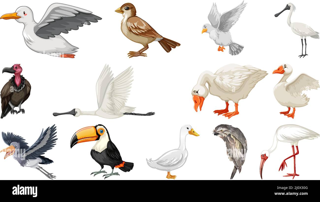 Different kinds of birds collection illustration Stock Vector Image ...