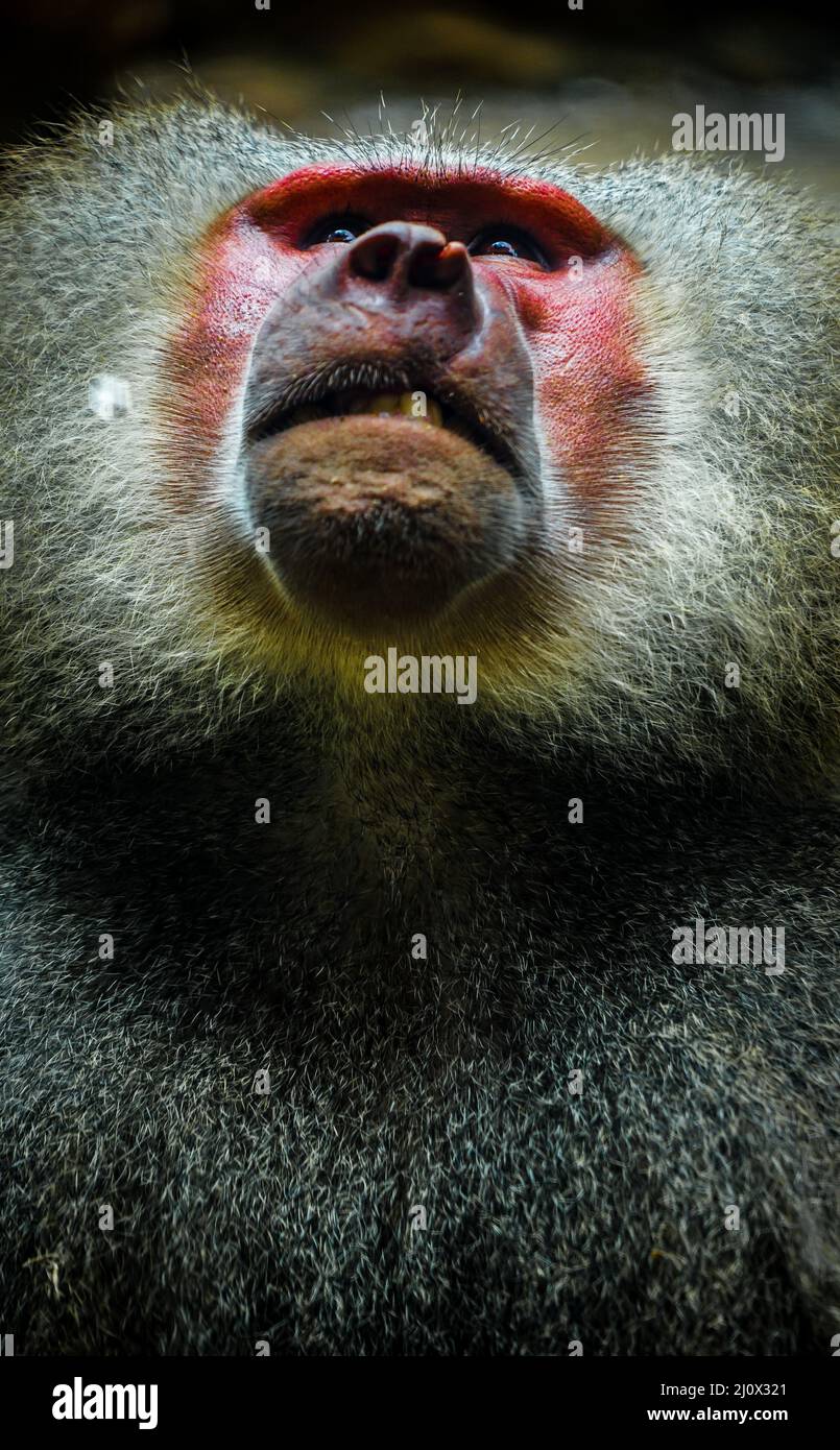 Singapore zoo baboon hi-res stock photography and images - Alamy