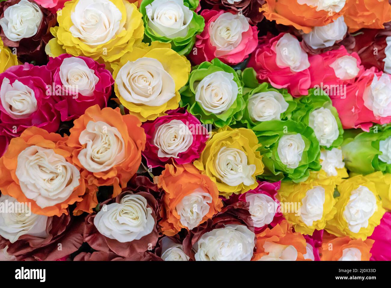 White roses large hi-res stock photography and images - Alamy
