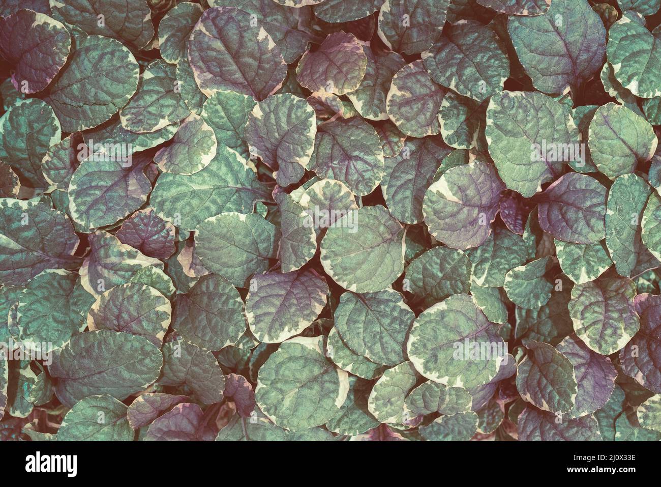 Beautiful green leaf pattern. Natural background Stock Photo - Alamy