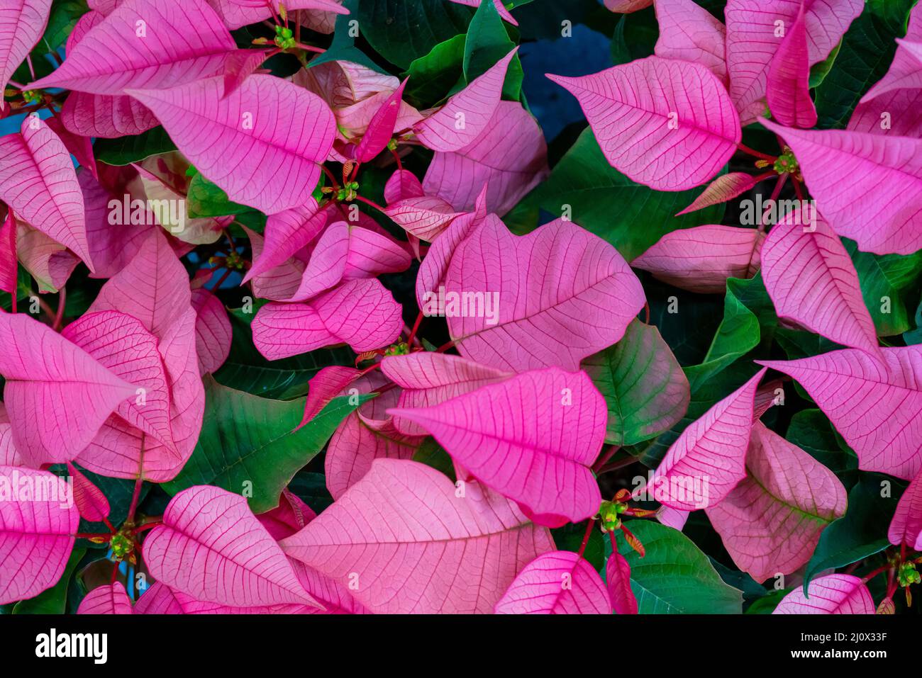 Beautiful pink and green leaf pattern. Natural background Stock Photo ...