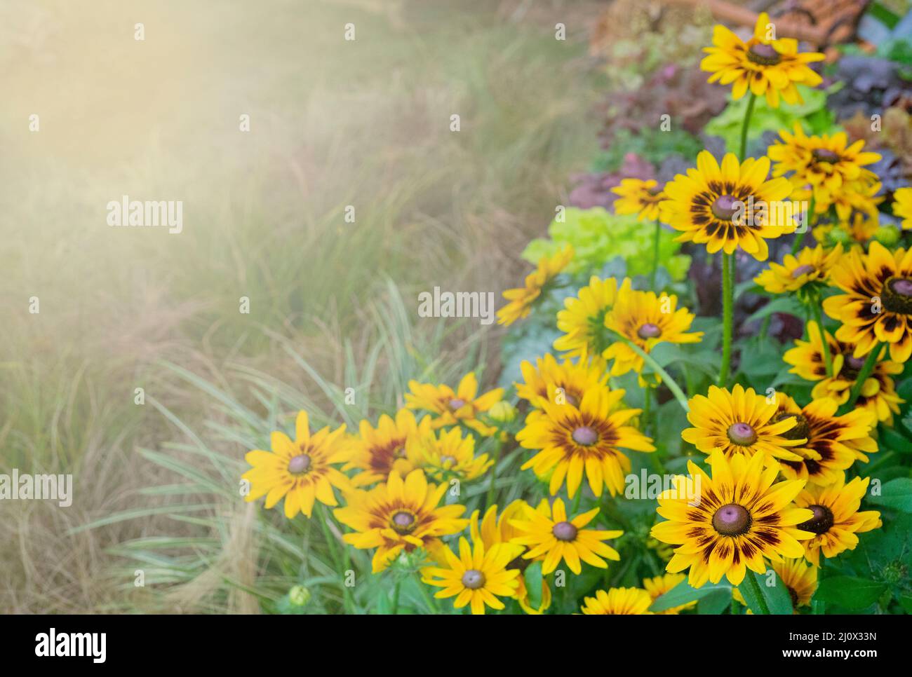 Summer meadow yellow flowers hi-res stock photography and images - Alamy