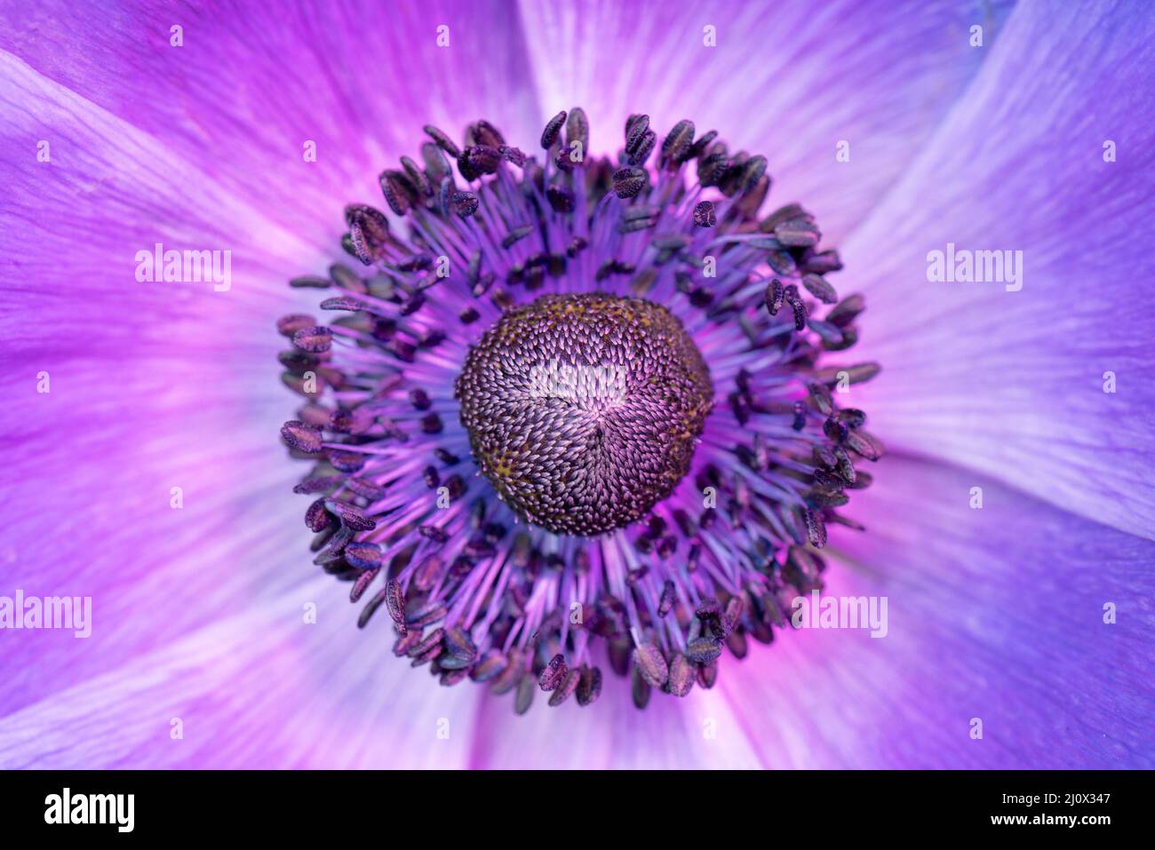 Beautiful violet purple top hi-res stock photography and images - Alamy