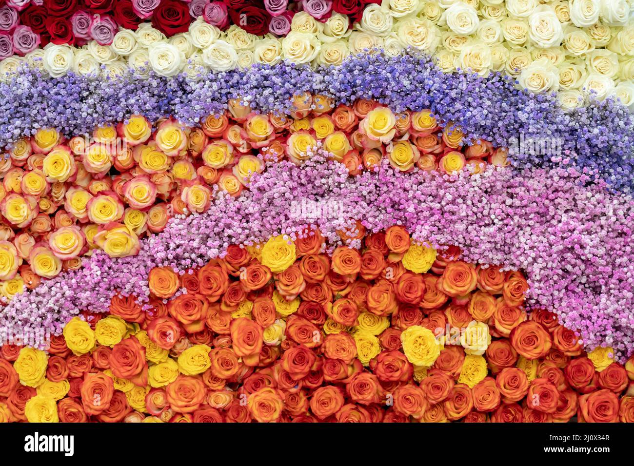 Pattern of red, orange, and yellow roses Stock Photo - Alamy