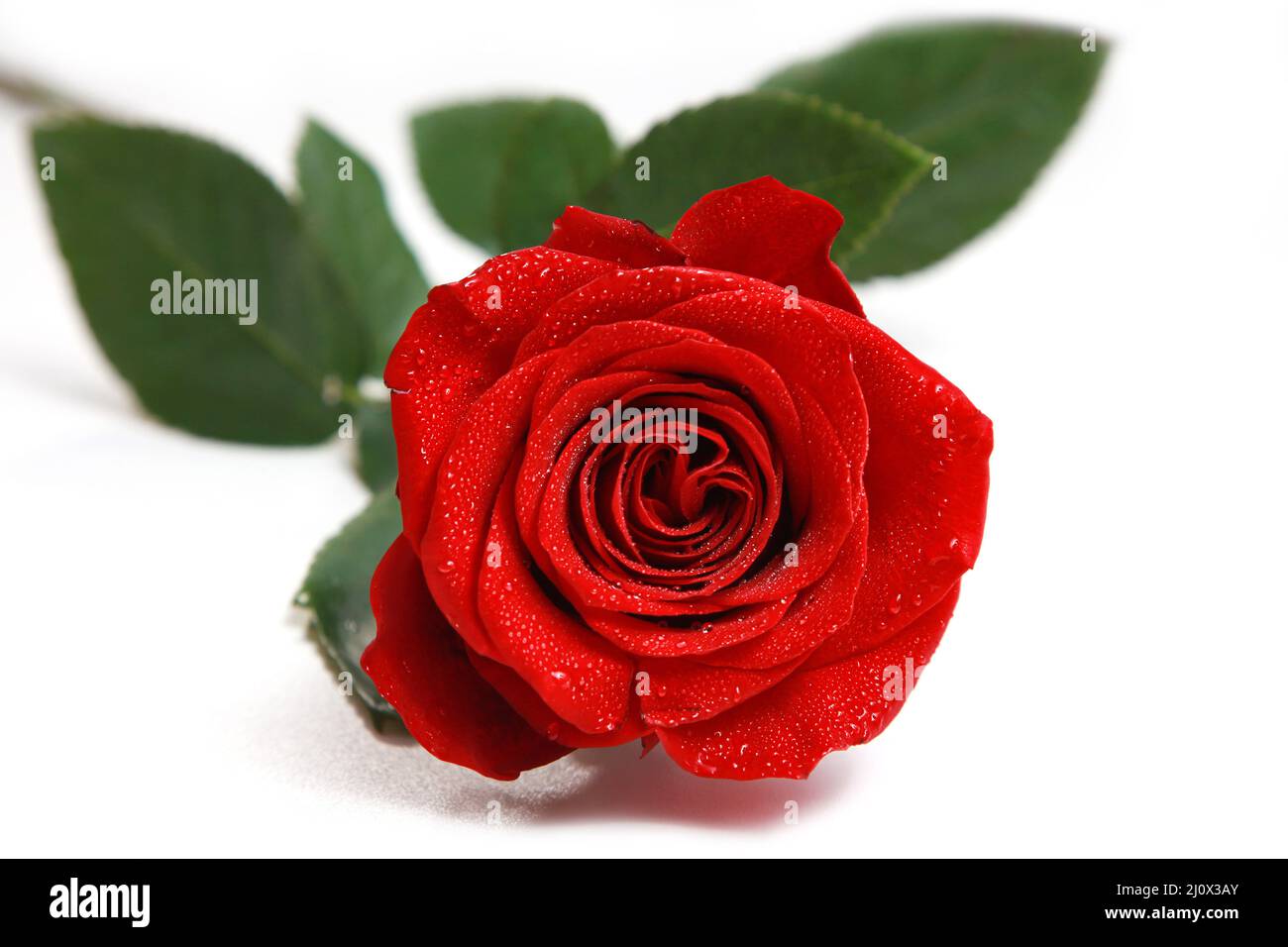 Single Red Rose Black And White