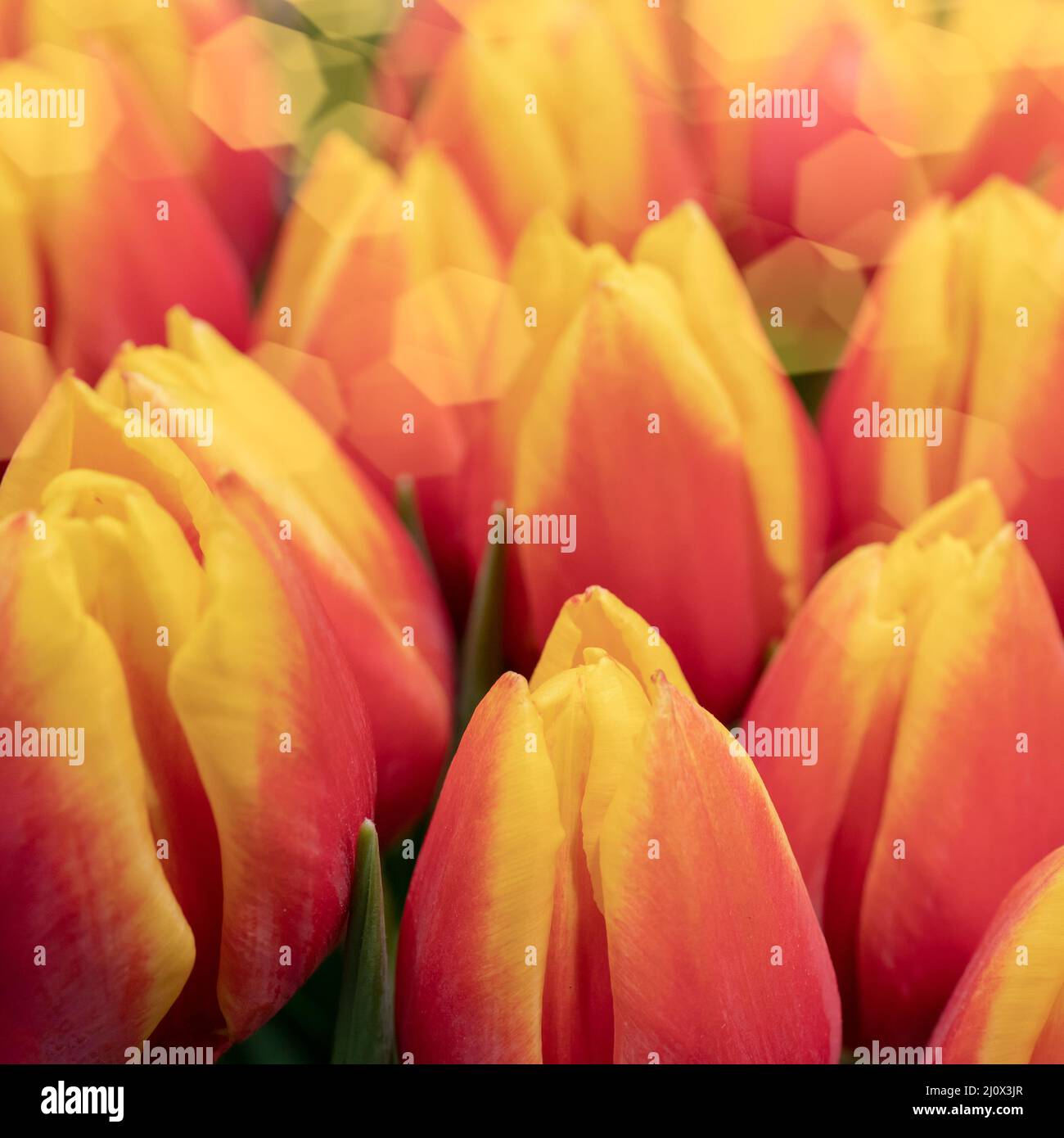 Beautiful, fresh buds of orange tulips Stock Photo - Alamy