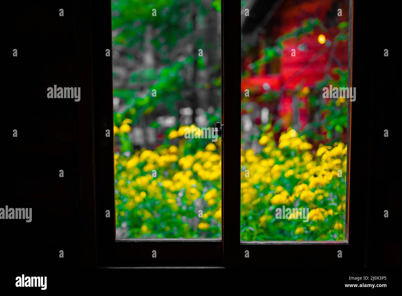 Rape flower garden seen from the window (house in the forest Stock ...