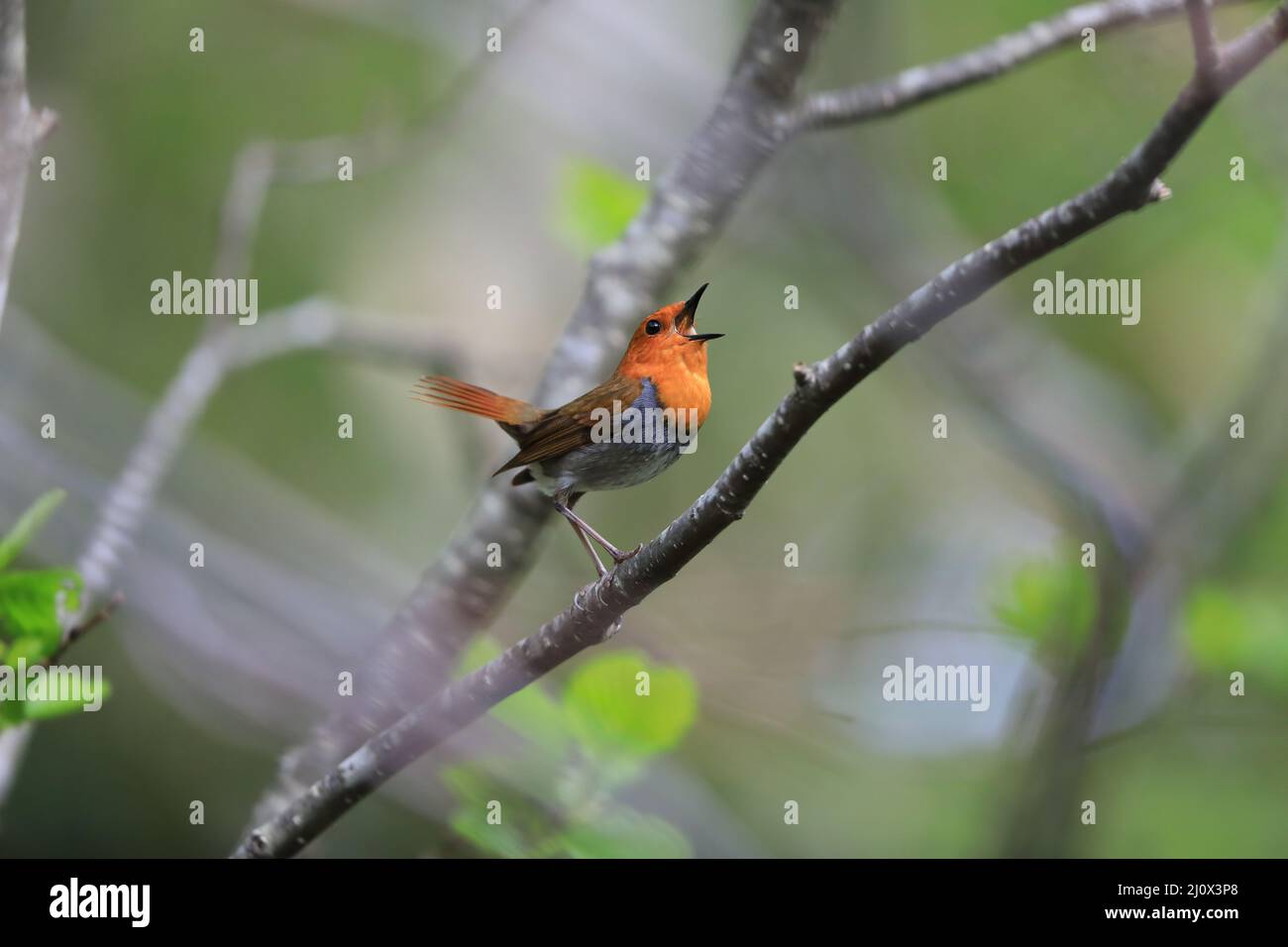 Japanese robin (Luscinia akahige) male in Japan Stock Photo - Alamy
