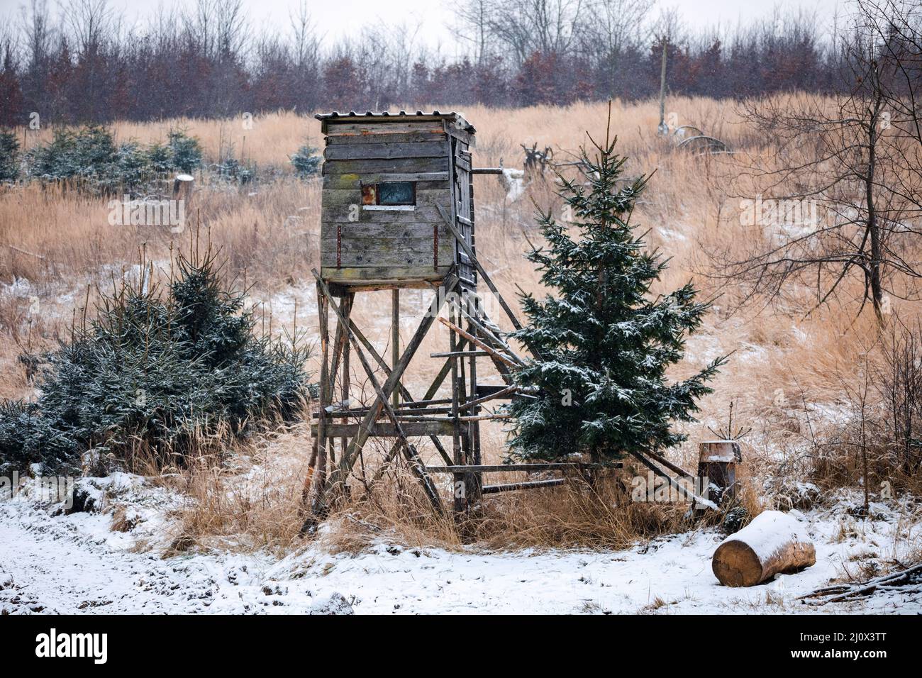 Wooden hunting tower in forest Stock Photo - Alamy