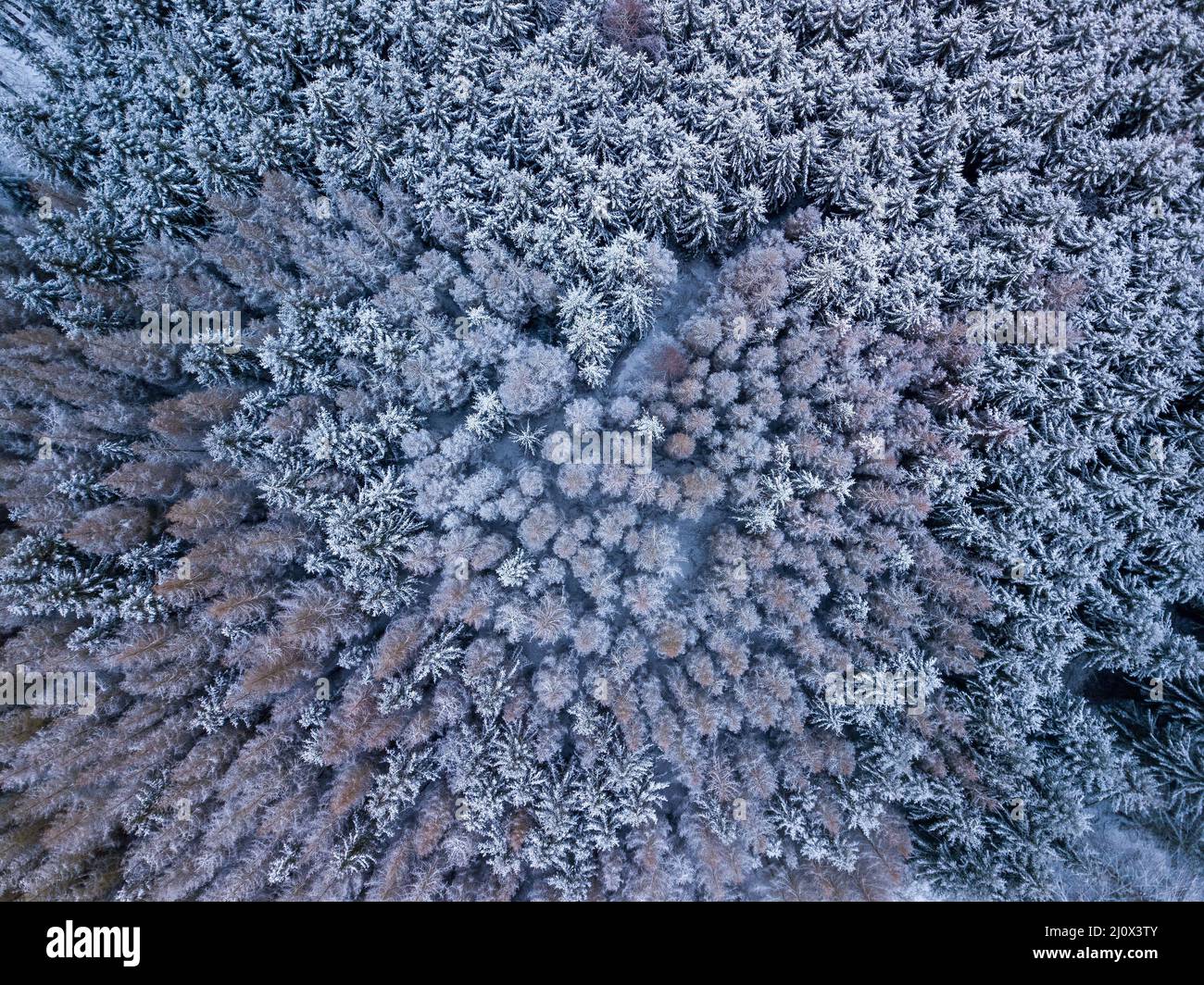 Forest treetops hi-res stock photography and images - Alamy