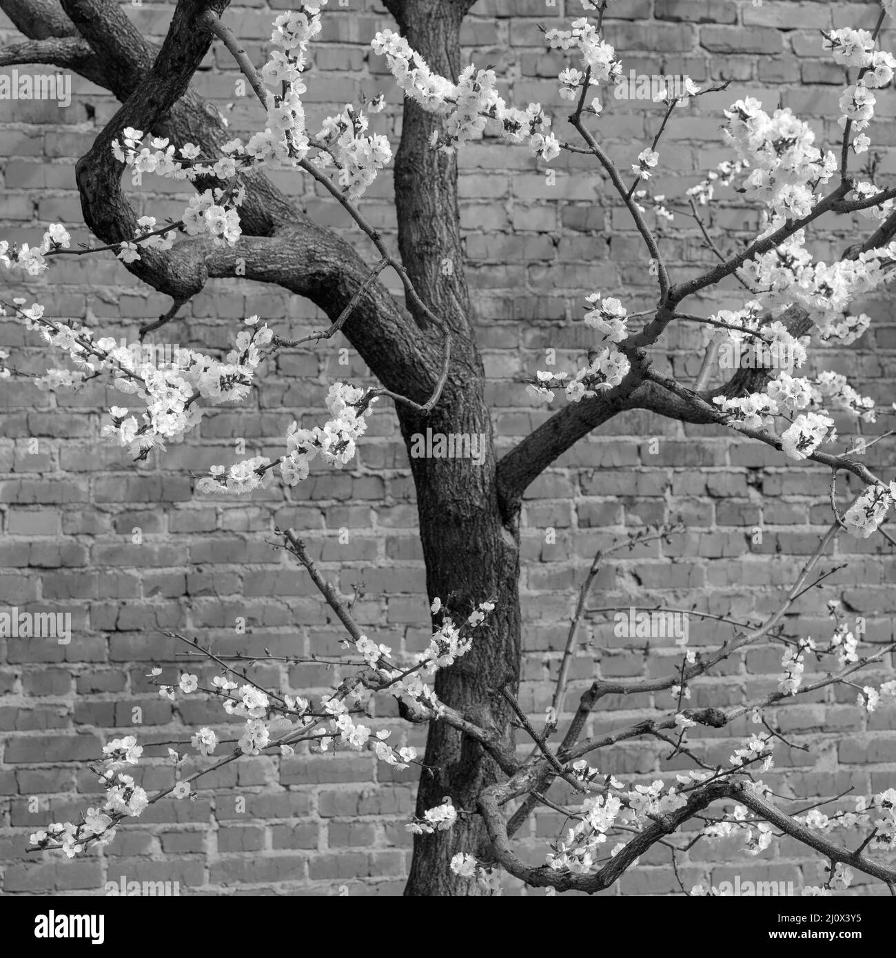 Apricot tree branch white Black and White Stock Photos & Images - Alamy