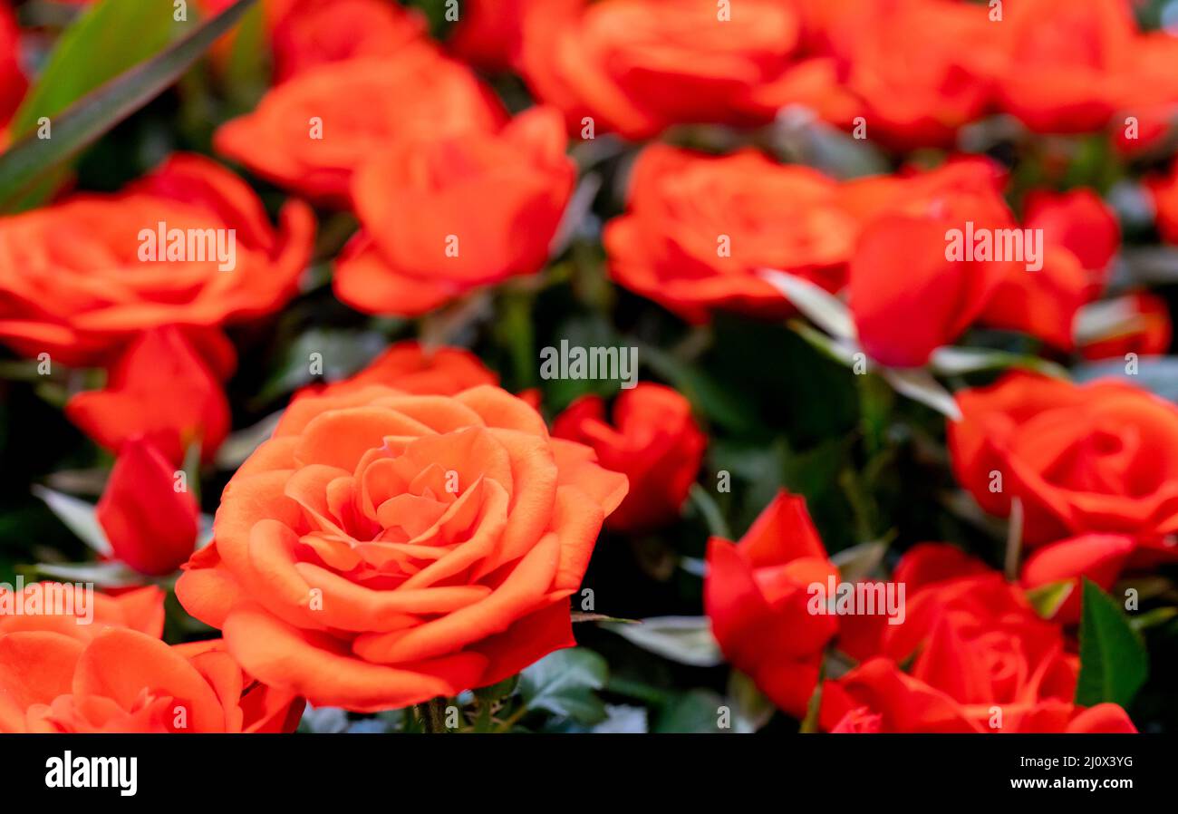 Beautiful red roses background. Floral abstract background for wedding ...