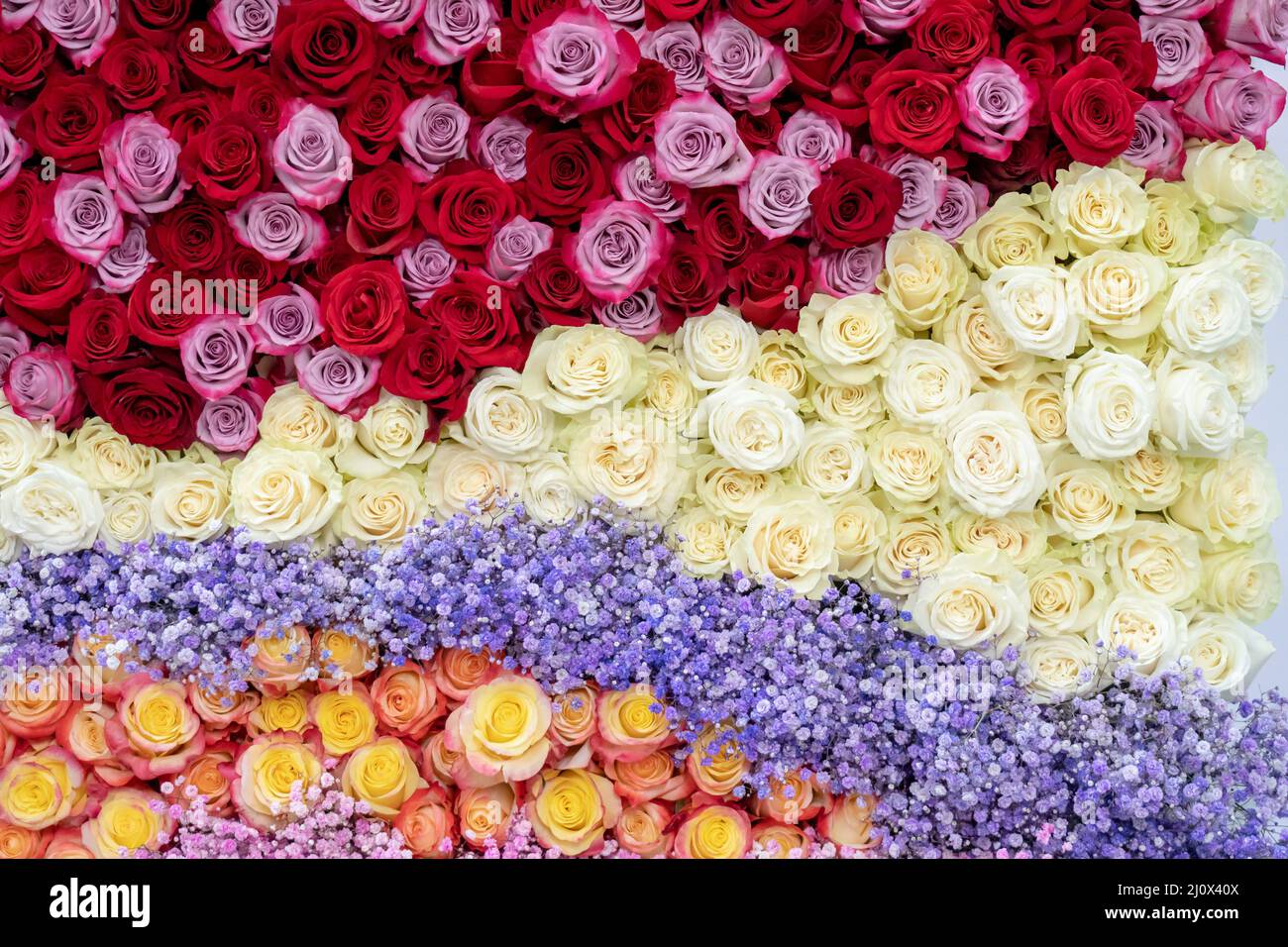 Pattern of red, orange, and yellow roses Stock Photo - Alamy