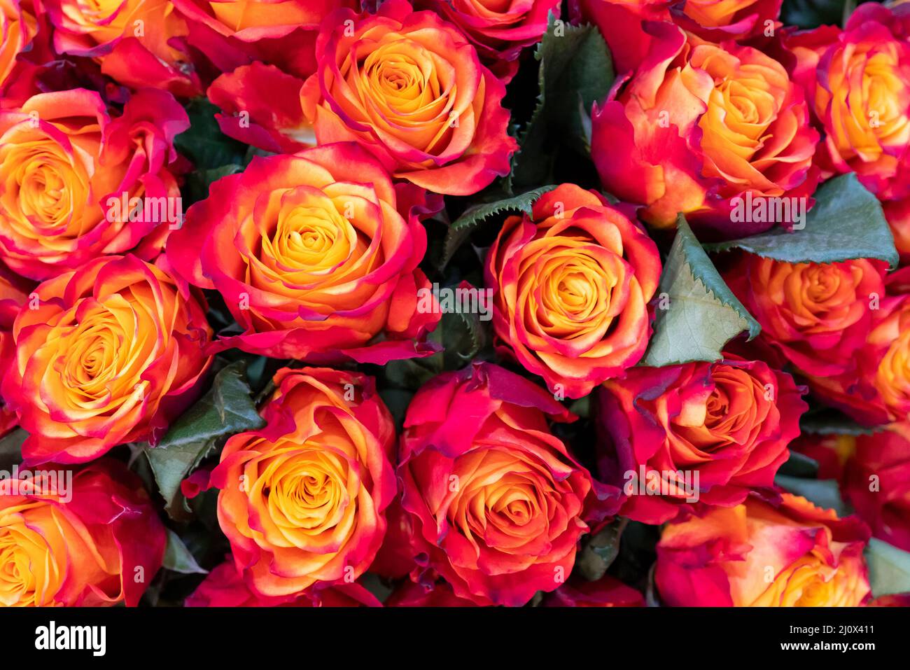 Beautiful orange roses background. Floral abstract background for ...