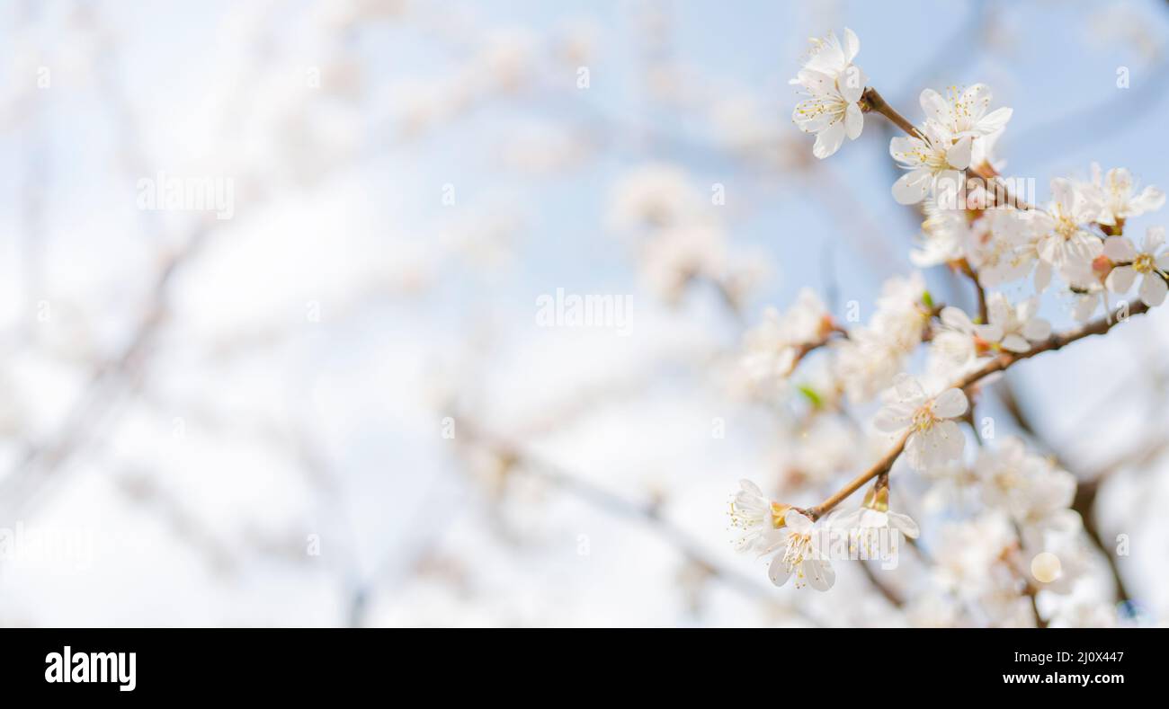 Spring flowering of apricot tree. Background for a festive wedding card ...
