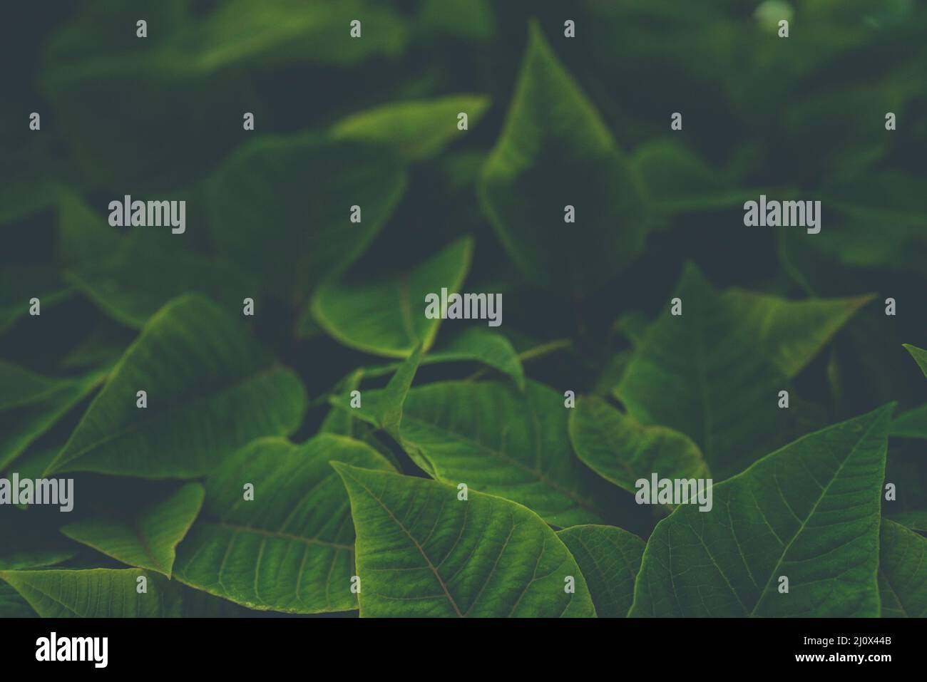 Beautiful green leaf pattern. Natural background Stock Photo - Alamy