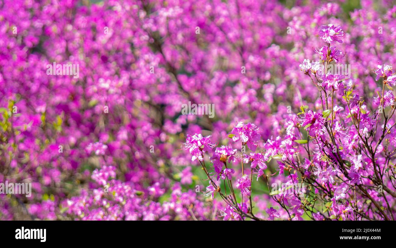 Bouquet blooming pink rhododendron hi-res stock photography and images ...