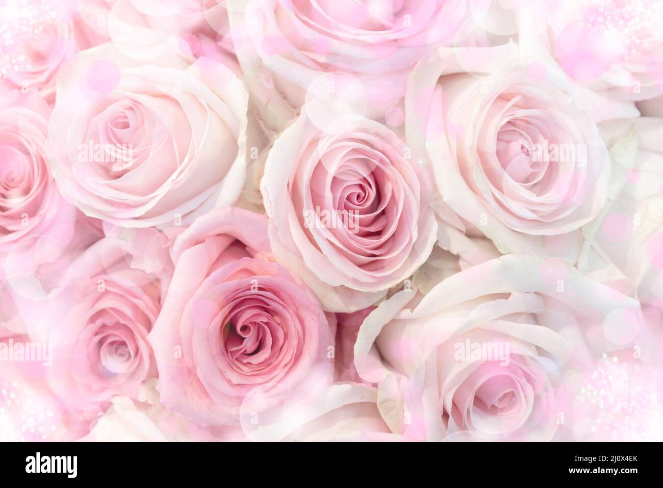 Delicate pink roses Stock Photo - Alamy