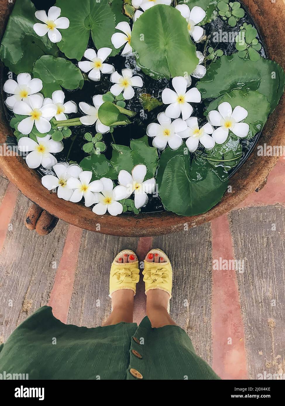 Big round vat full with white floating water lilies and frangipani ...