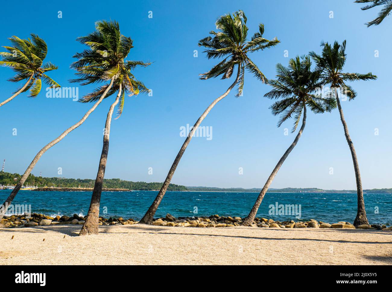 Sri Lanka palm trees Stock Photo - Alamy