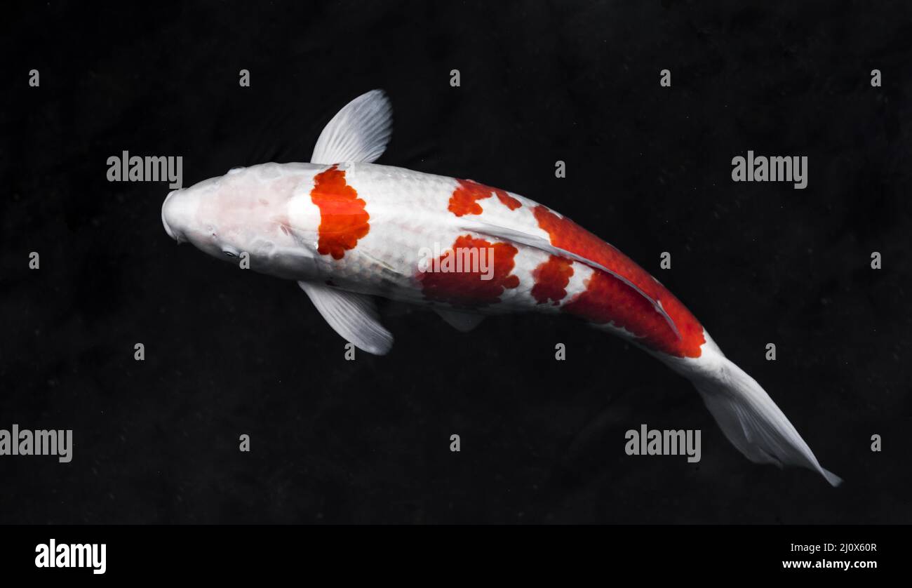 Top view colorful koi fishes. High quality beautiful photo concept ...