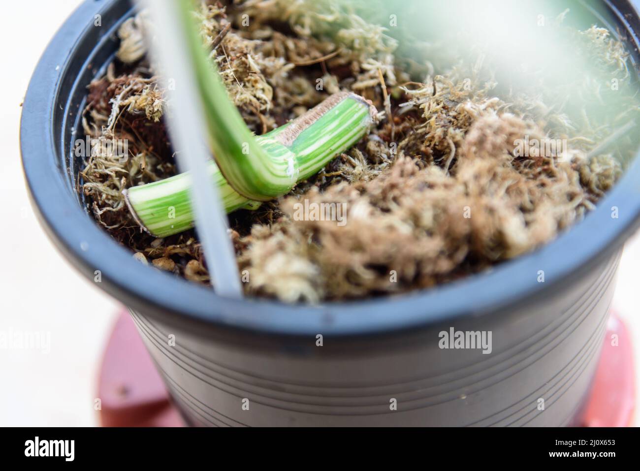 Monstera deliciosa variegata hi-res stock photography and images - Alamy