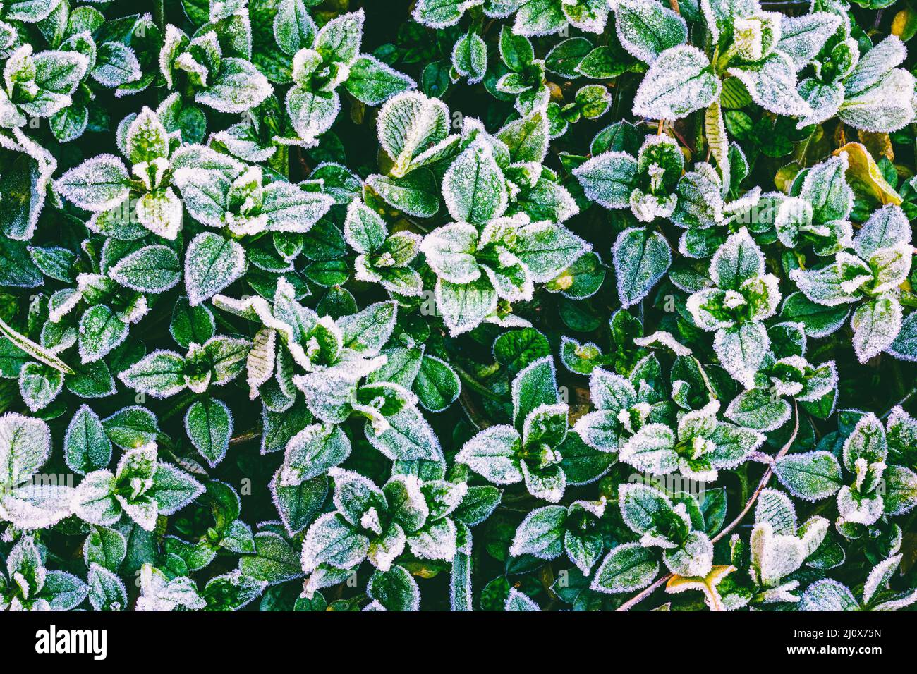 Frost leaves spring hi-res stock photography and images - Alamy