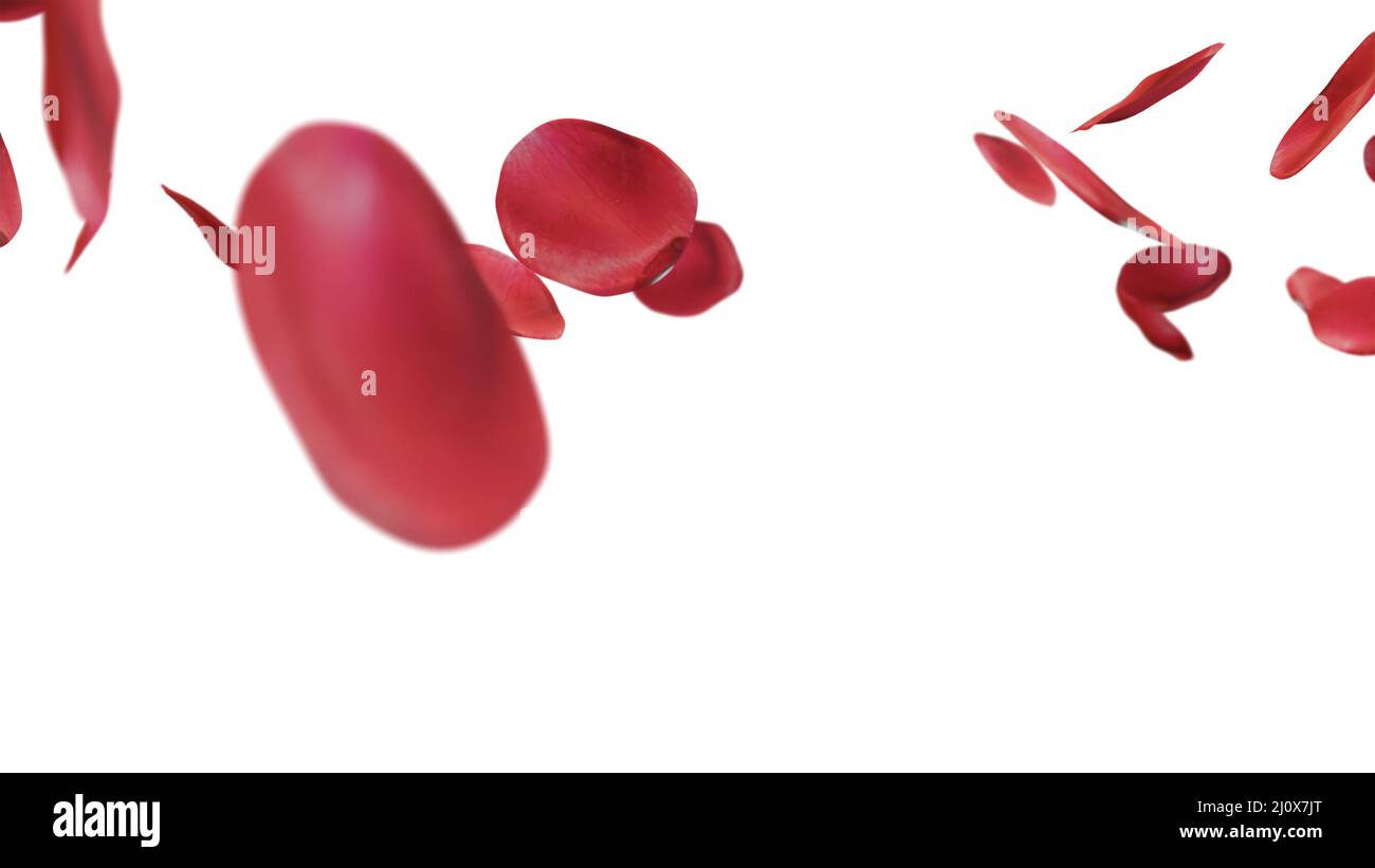 Rose petals falling on white background Stock Photo - Alamy