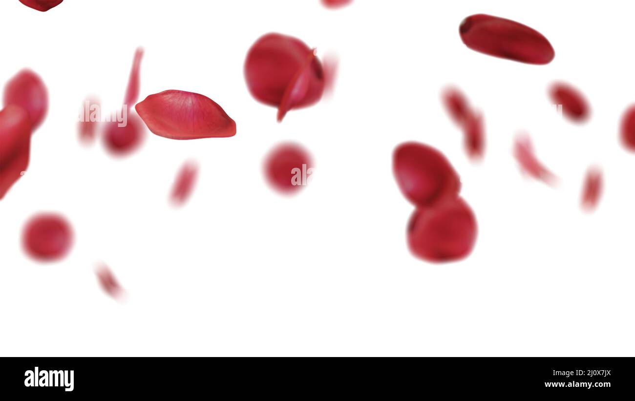 Rose petals falling on white background Stock Photo - Alamy