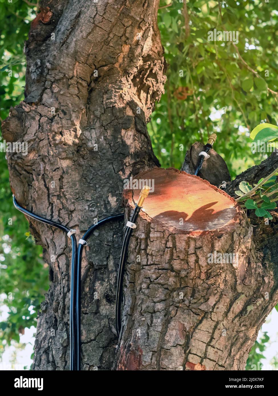 Brass mist nozzles or sprinklers for spraying water spray on trees ...