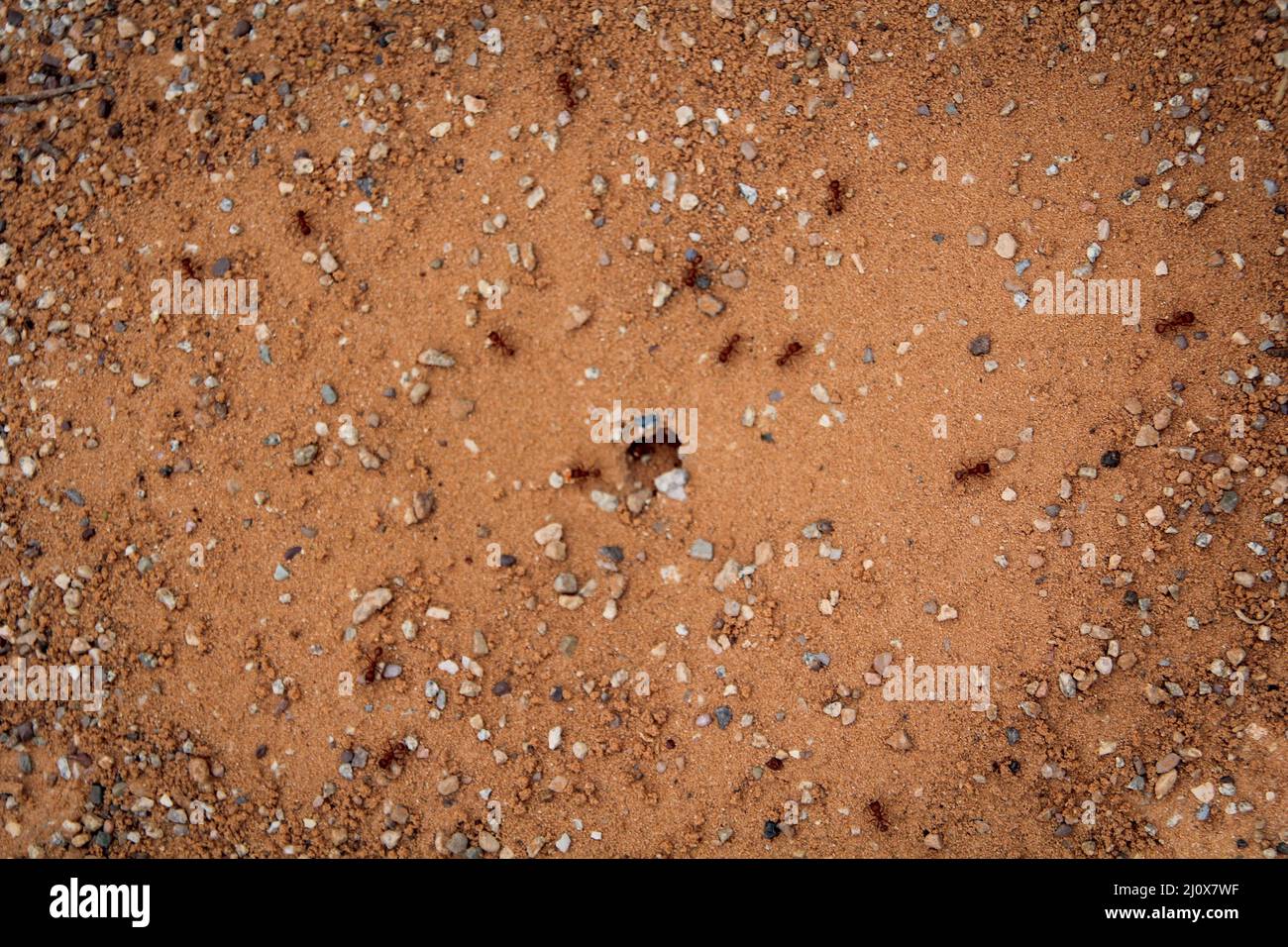 Ants walking around hi-res stock photography and images - Alamy