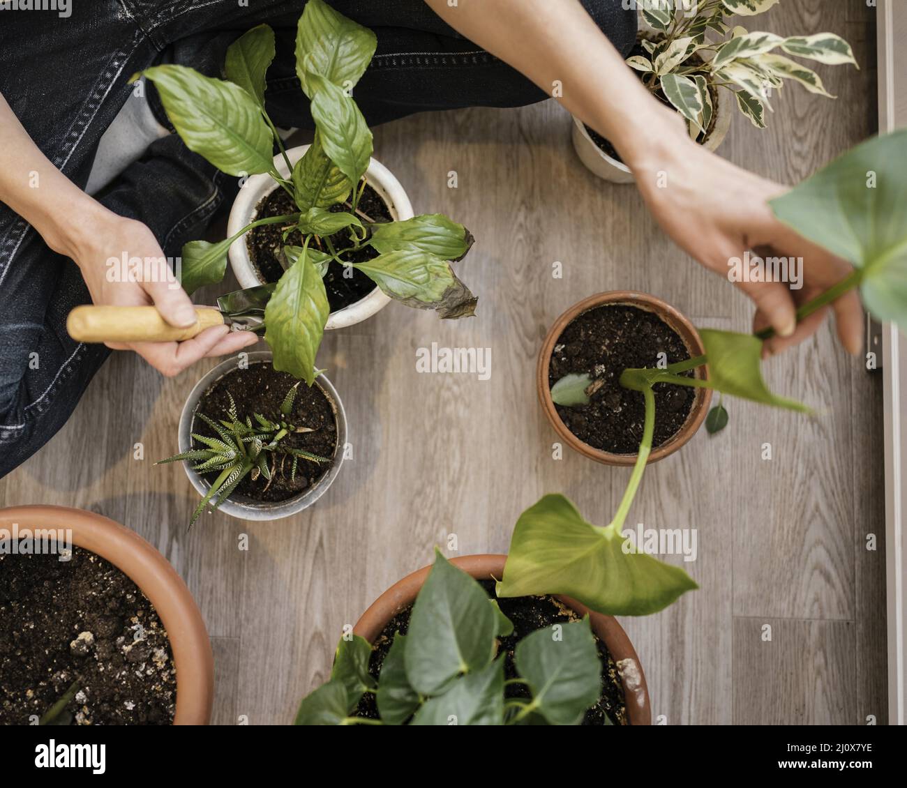 Plants top view hi-res stock photography and images - Alamy