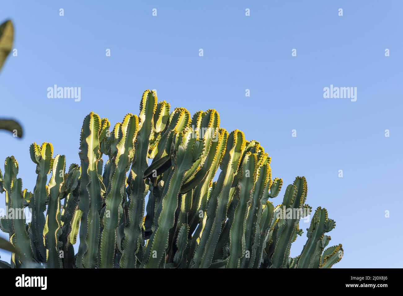 Tall spikes of yellow flowers hi-res stock photography and images - Alamy