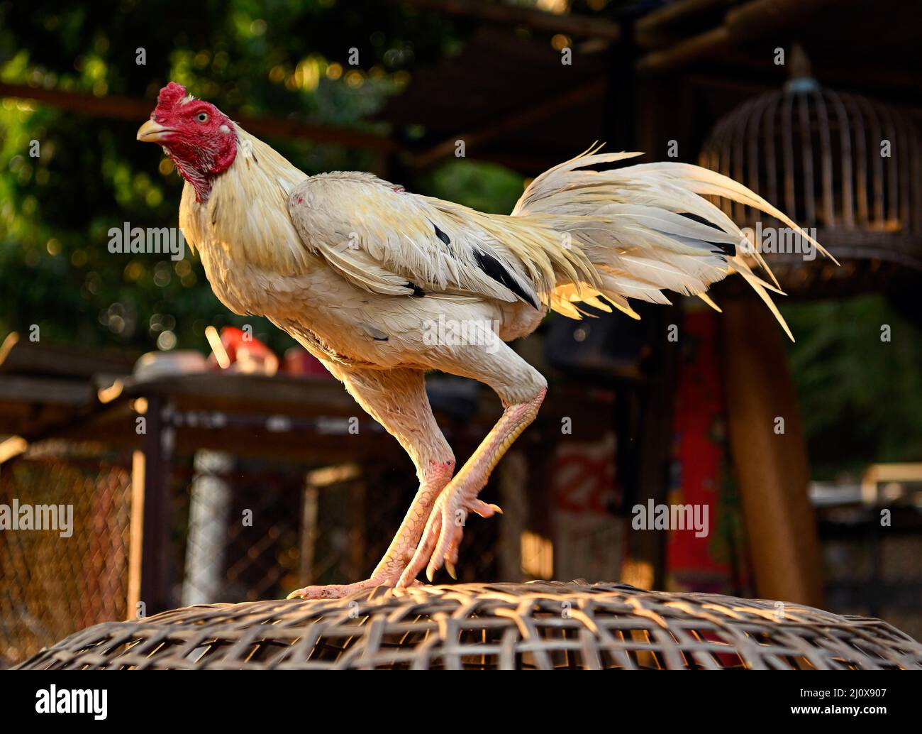 A close-up view of a Thai rooster. Cock fighting is regarded as part of ...