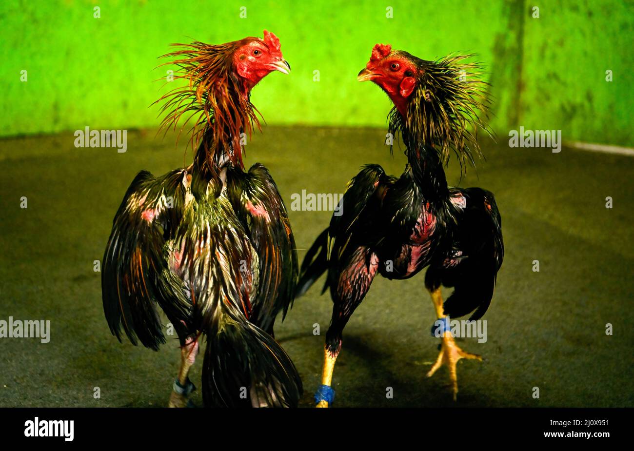 A pair of Thai roosters fighting in Rachathewei, downtown Bangkok. Cock ...
