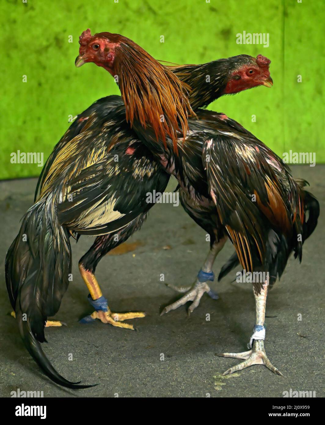 A pair of Thai roosters fighting in Rachathewei, downtown Bangkok. Cock ...