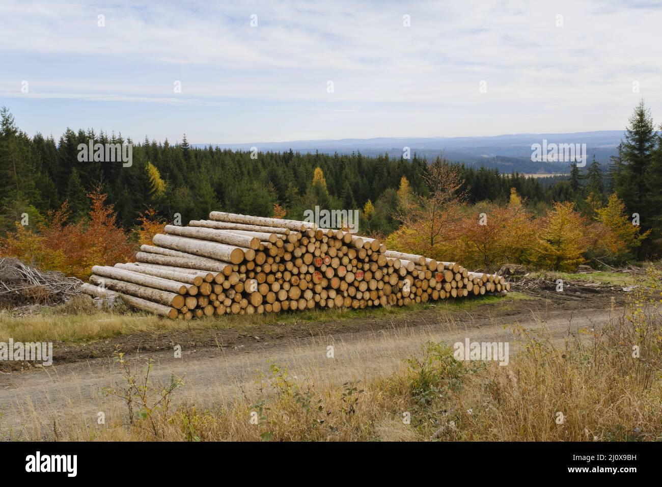 Stack of wood at a path to the Wurmberg mountain, Harz Stock Photo - Alamy