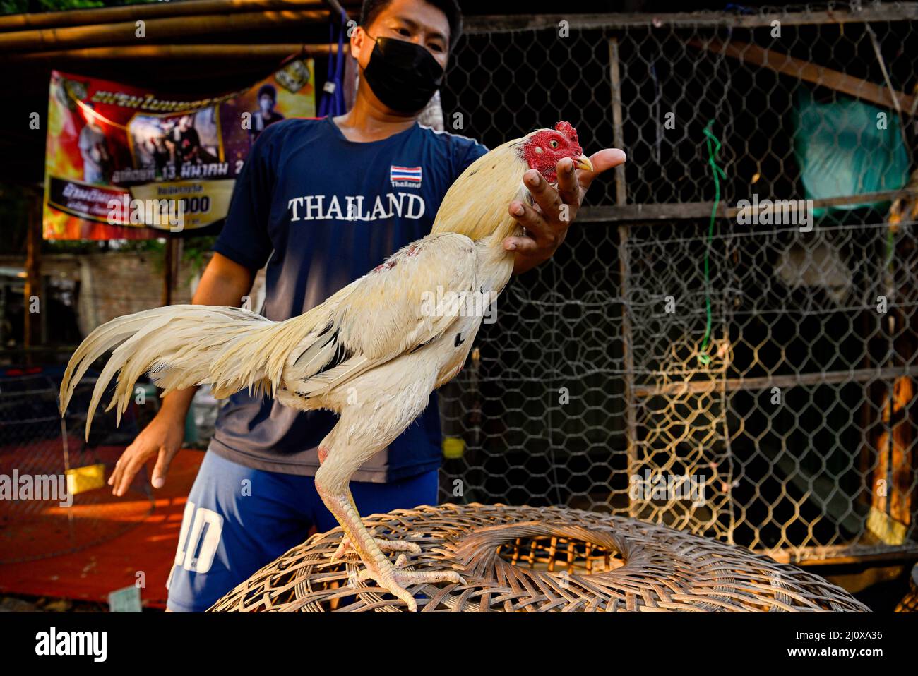 Bangkok, Thailand. 16th Mar, 2022. A close-up view of a Thai rooster ...