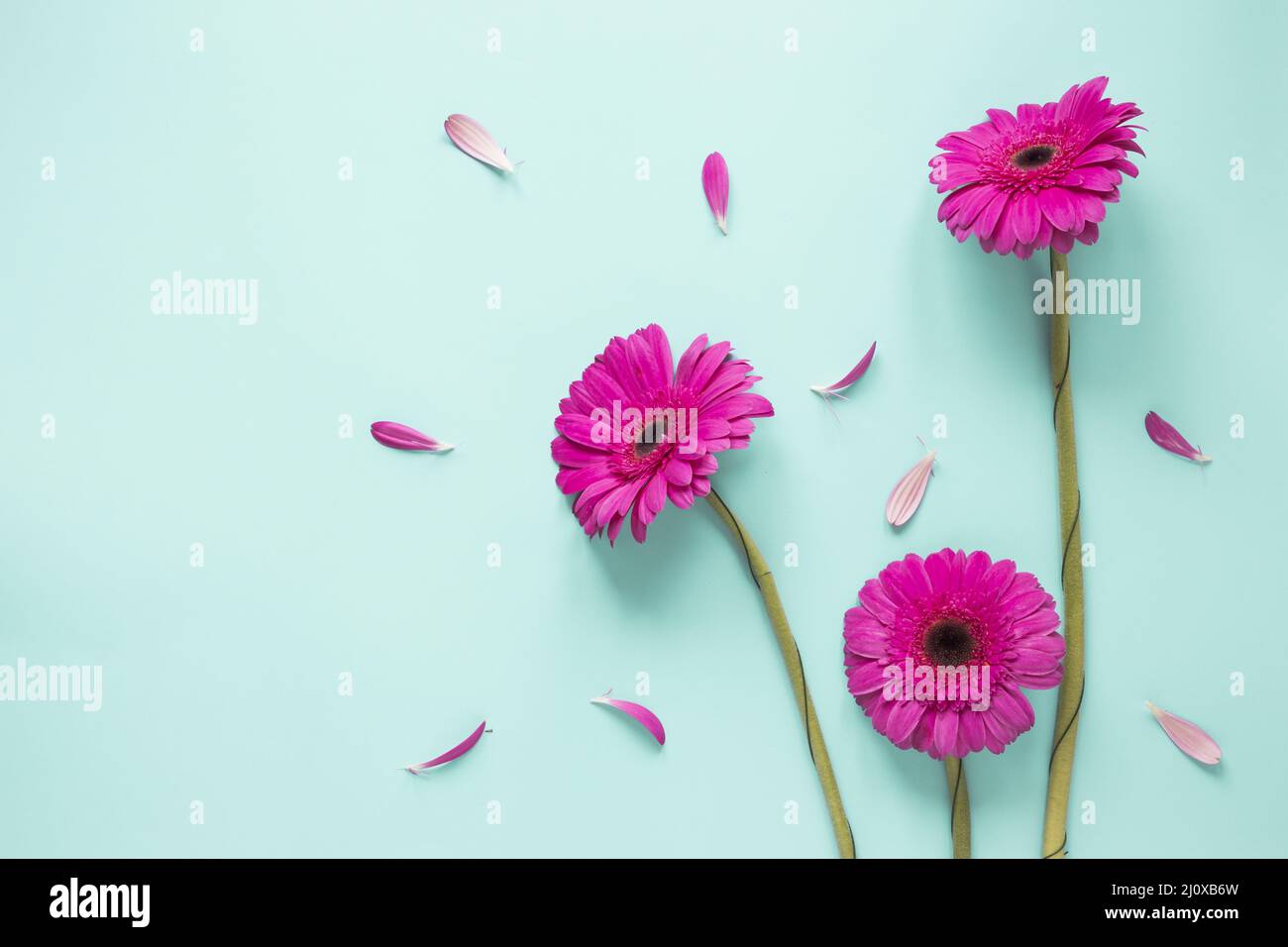 Three gerbera flowers hi-res stock photography and images - Alamy