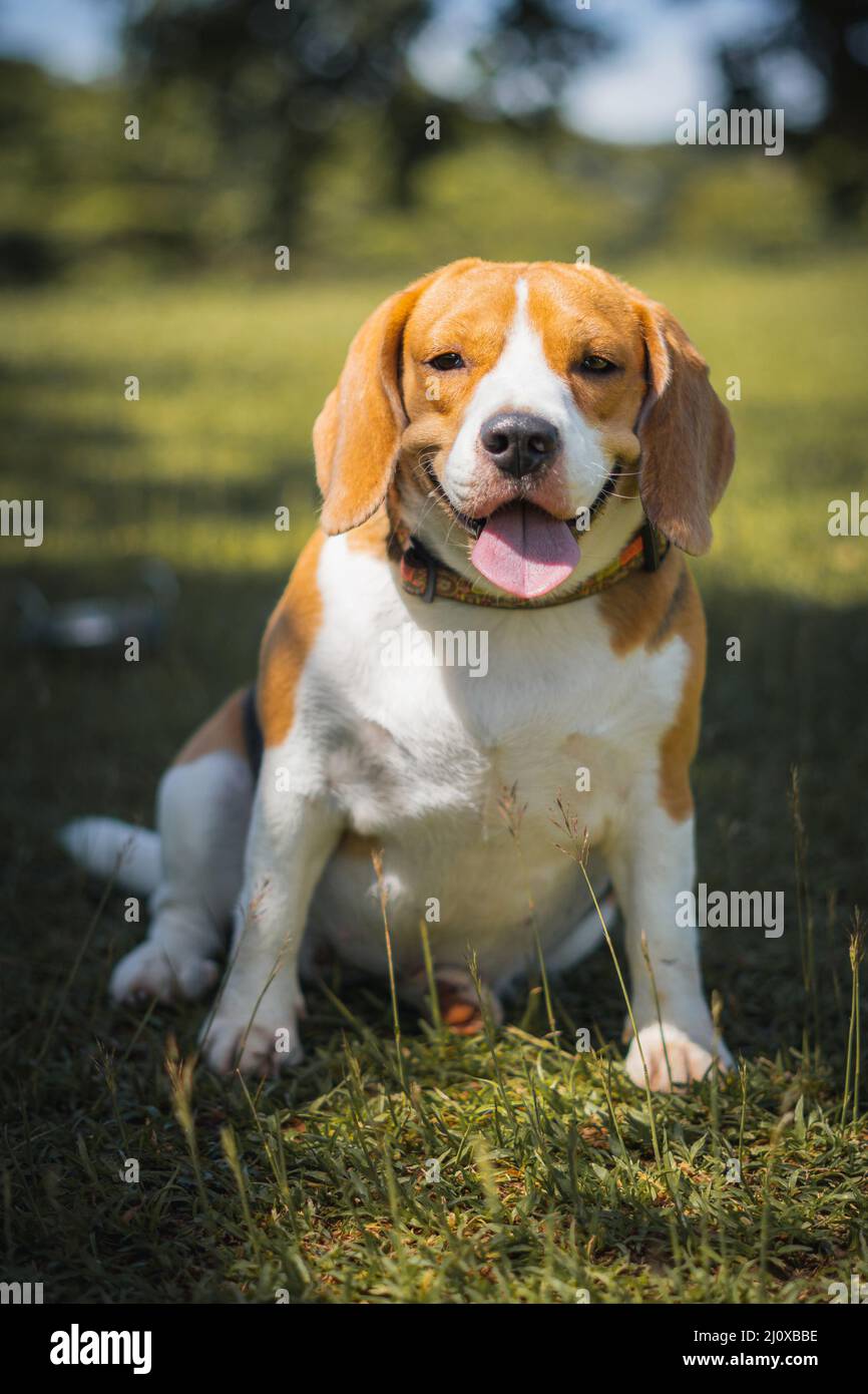 Vertical shot of a chubby beagle with the tongue out in a park Stock ...