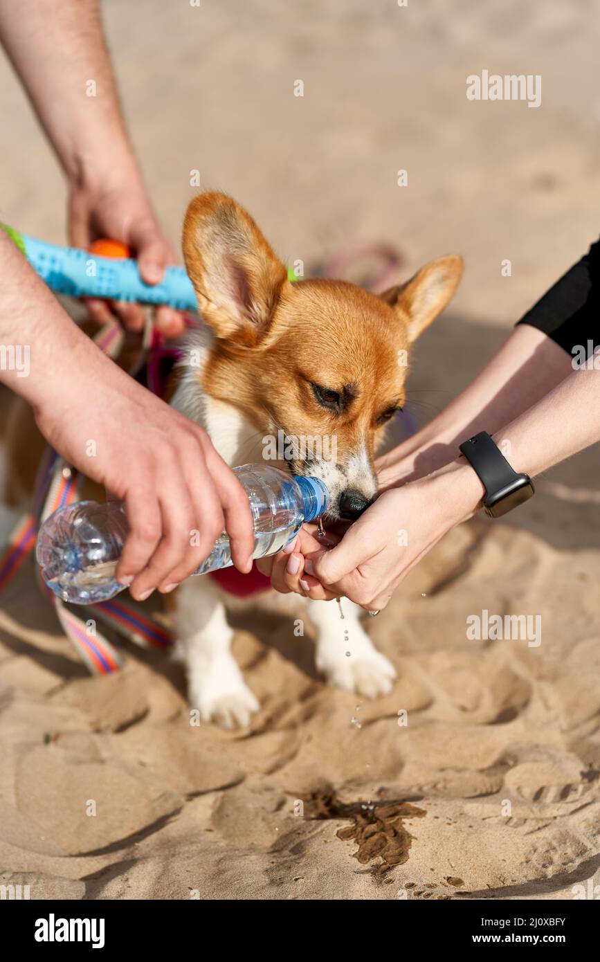 Dog greedily drinks water, owner pours liquid from bottle into palm of ...