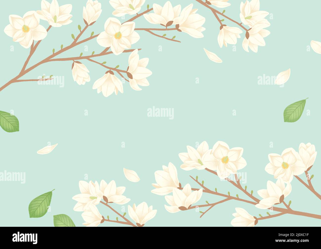 spring flower background, magnolia frame illustration Stock Photo - Alamy