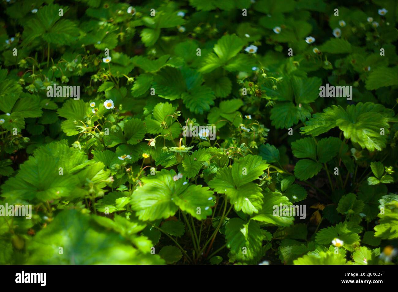 Strawberry bush texture Stock Photo - Alamy
