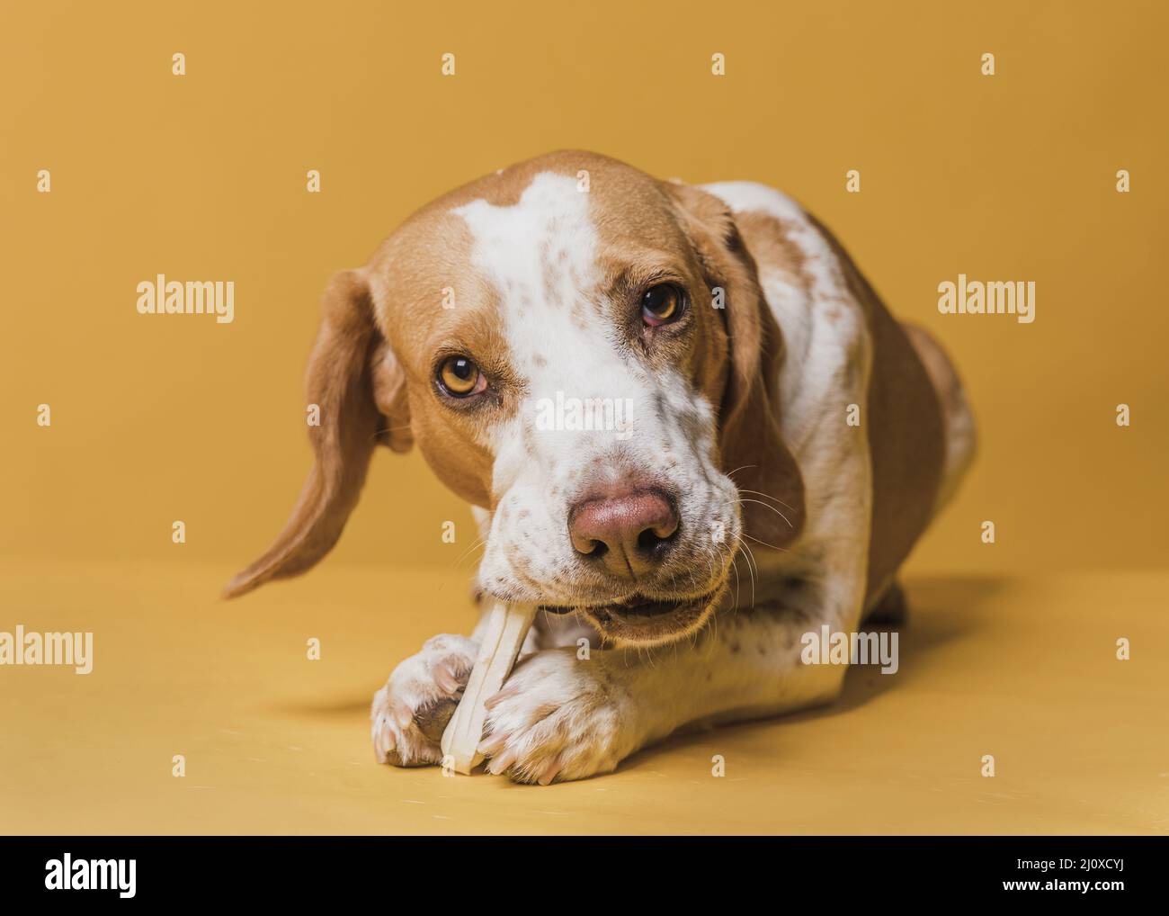 Happy adorable dog eating bone 2. High quality beautiful photo concept ...