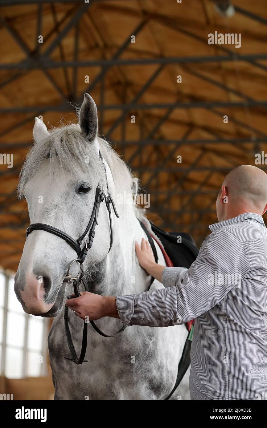 Young people on a horse training in a wooden arena Stock Photo - Alamy