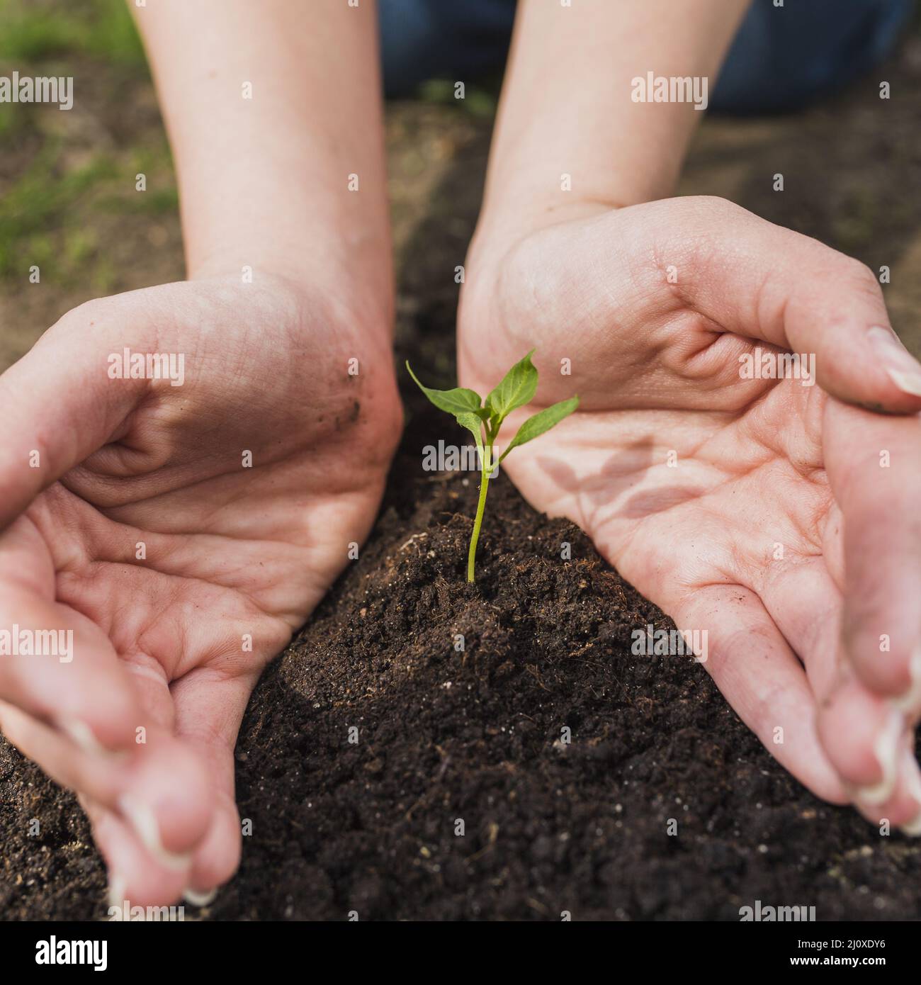 Hands holding small plant Stock Photo - Alamy